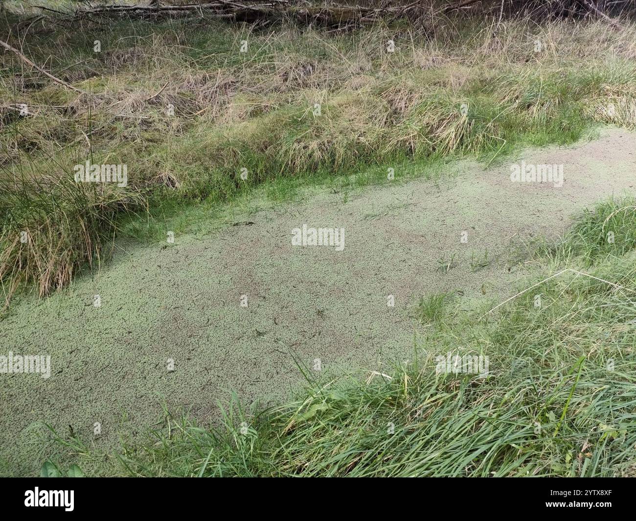 Red Azolla (Azolla rubra Stock Photo - Alamy