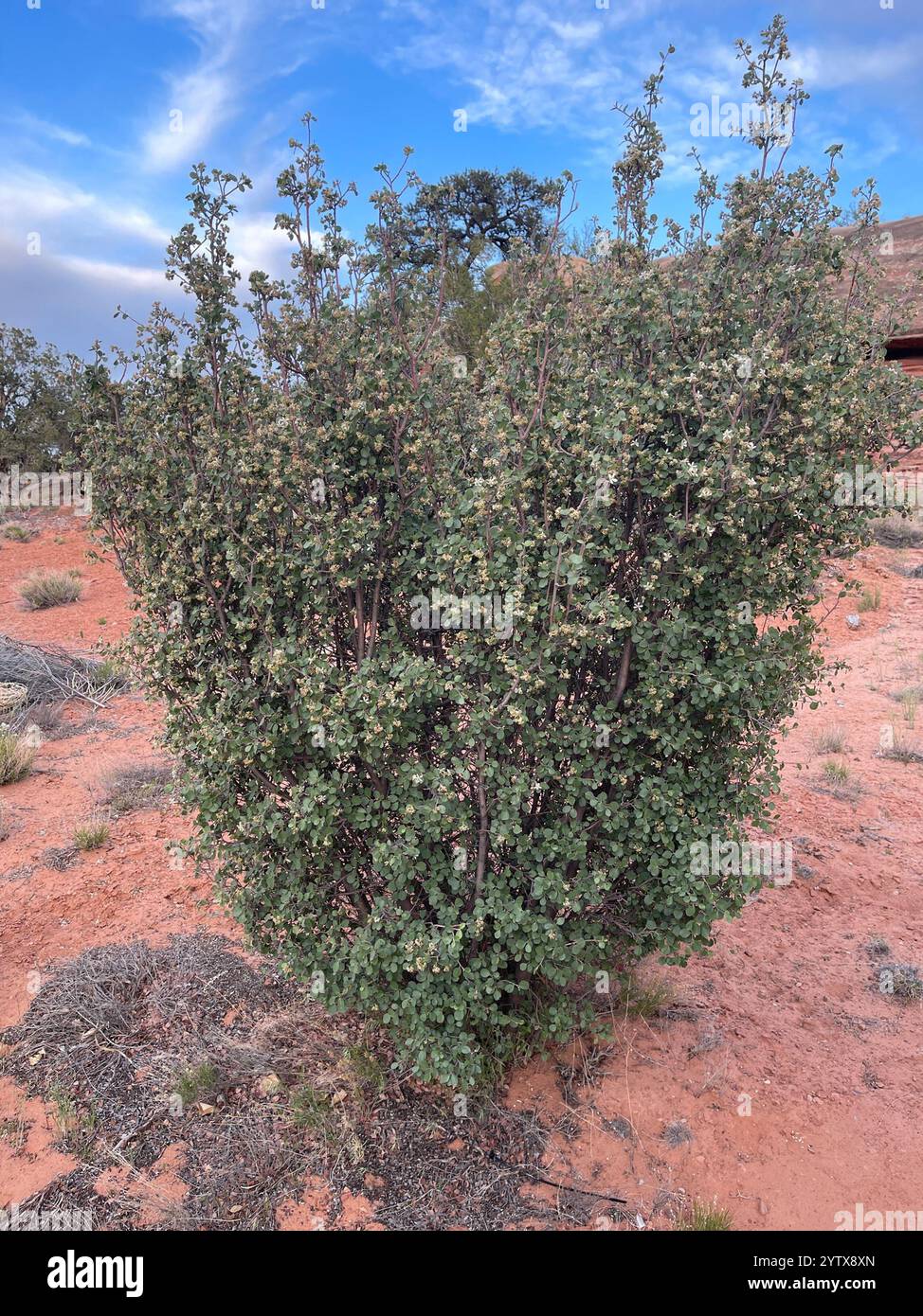 Utah Serviceberry (Amelanchier utahensis Stock Photo - Alamy