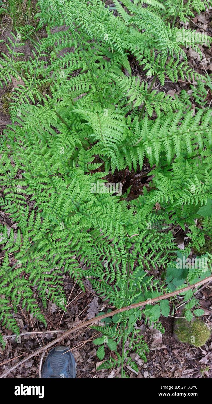 broad buckler-fern (Dryopteris dilatata Stock Photo - Alamy