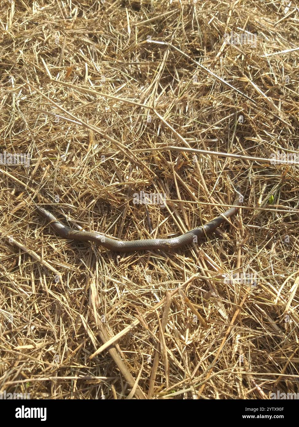 Common Slug-eater (Duberria lutrix Stock Photo - Alamy
