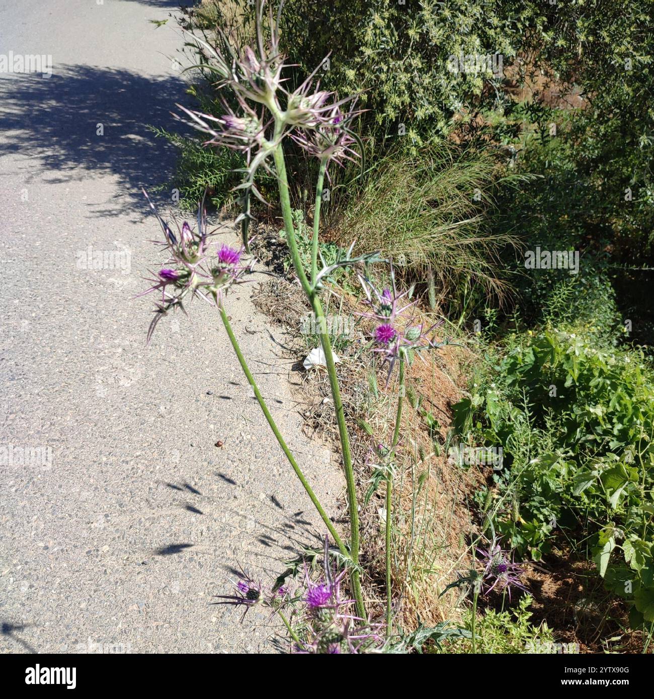 Syrian Thistle (Notobasis syriaca Stock Photo - Alamy