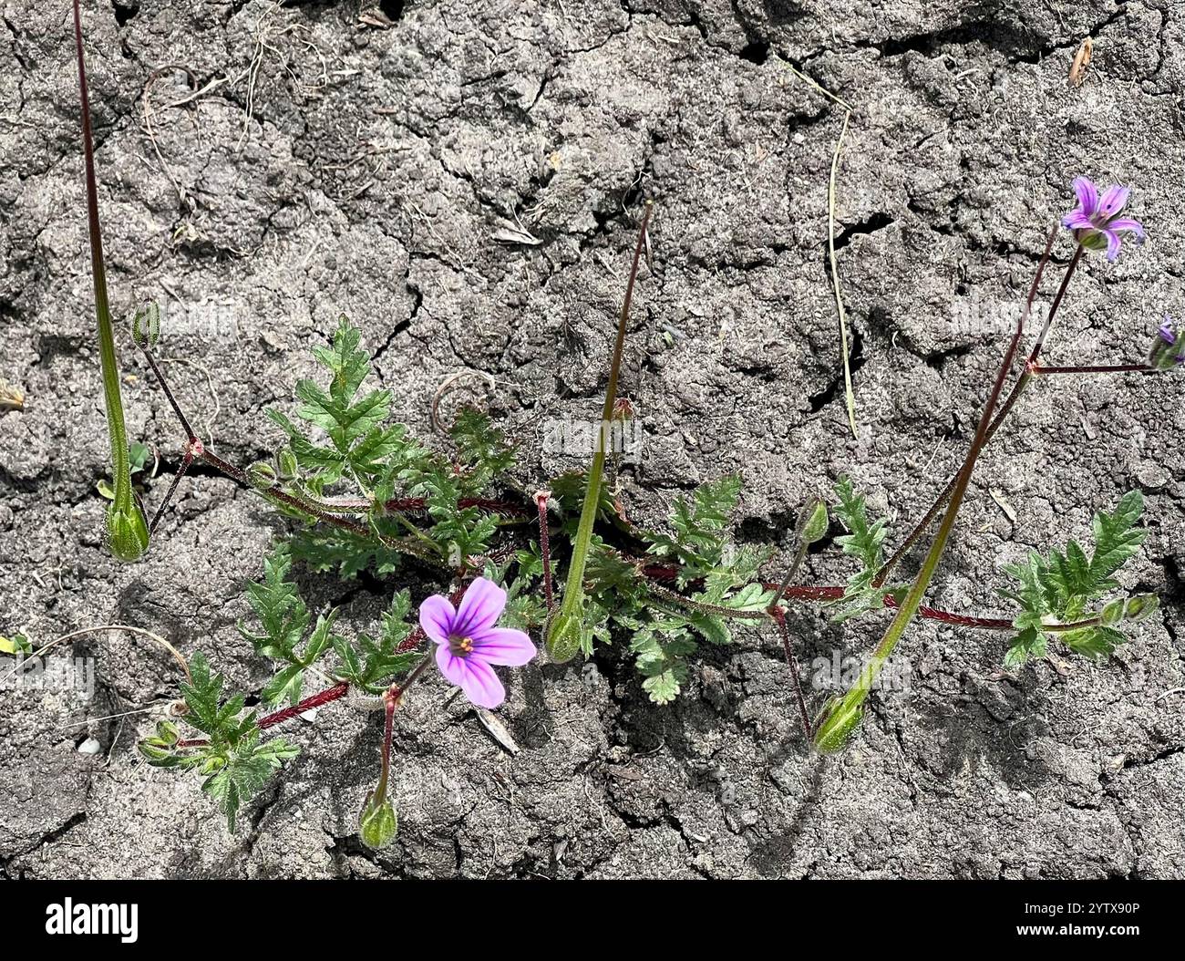 Erodium botrys hi-res stock photography and images - Alamy