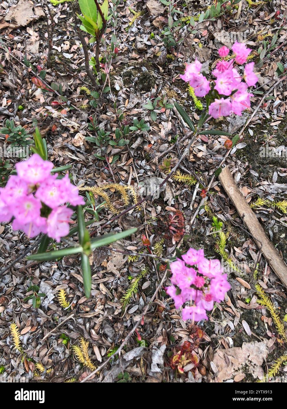 Swamp Laurel (Kalmia polifolia Stock Photo - Alamy