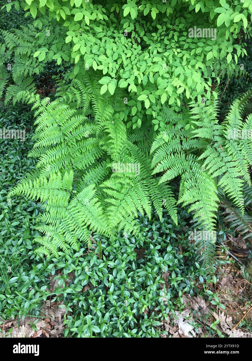 common bracken (Pteridium aquilinum Stock Photo - Alamy