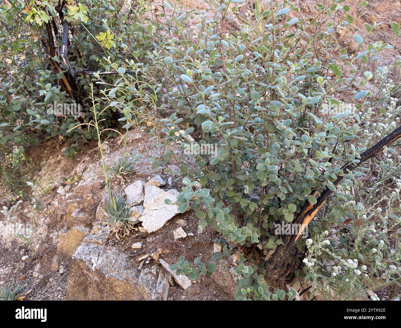 Birchleaf Mountain Mahogany (Cercocarpus betuloides Stock Photo - Alamy
