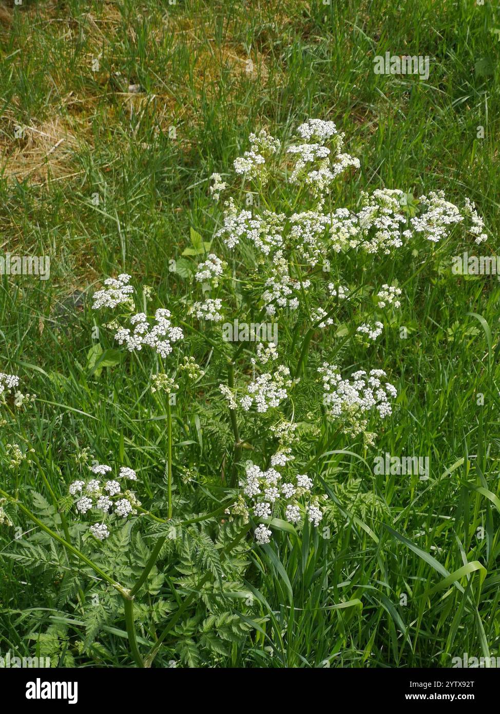 Cow Parsley (Anthriscus sylvestris Stock Photo - Alamy