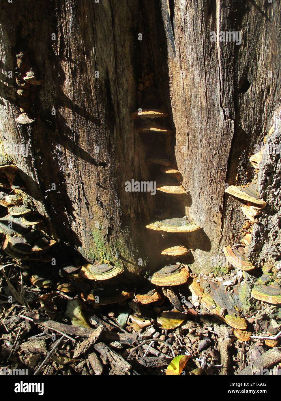 tamboti (Spirostachys africana Stock Photo - Alamy