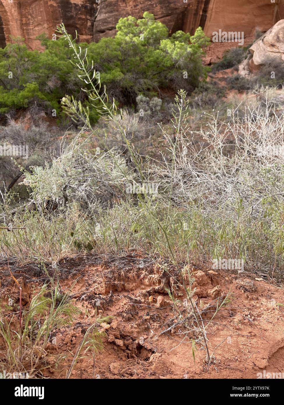 Western Tansymustard (Descurainia pinnata Stock Photo - Alamy
