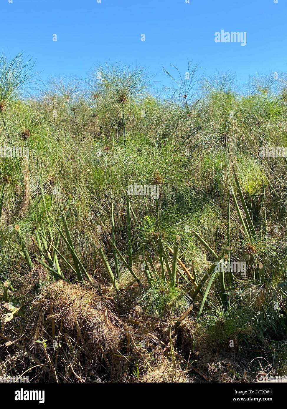 Papyrus sedge (Cyperus papyrus Stock Photo - Alamy