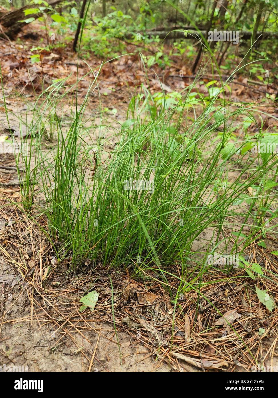 Baldwin's Flatsedge (Cyperus croceus Stock Photo - Alamy