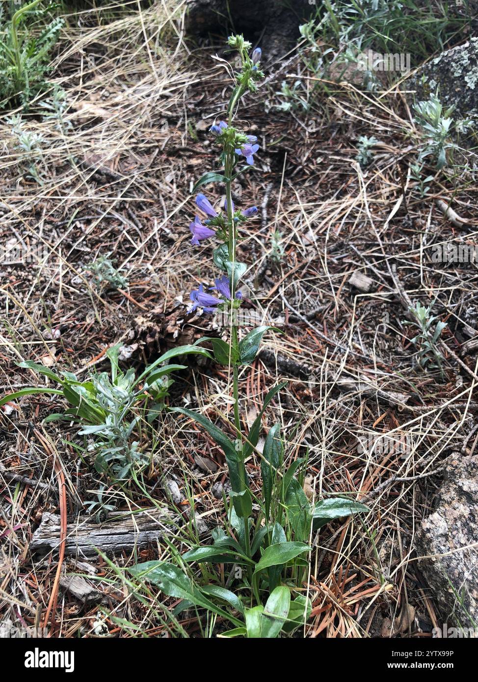 Front Range Beardtongue (Penstemon virens Stock Photo - Alamy