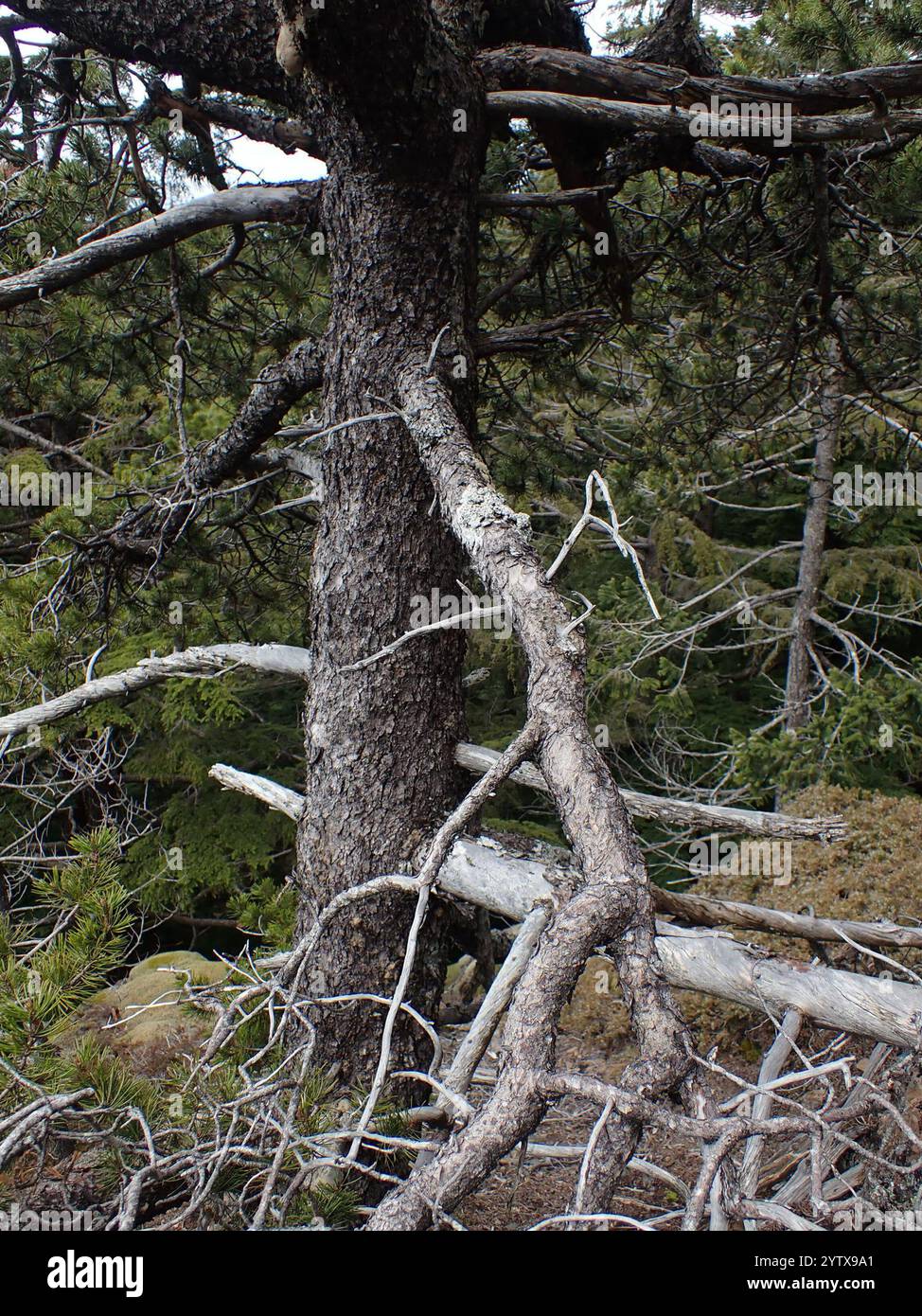 Shore Pine (Pinus contorta contorta Stock Photo - Alamy