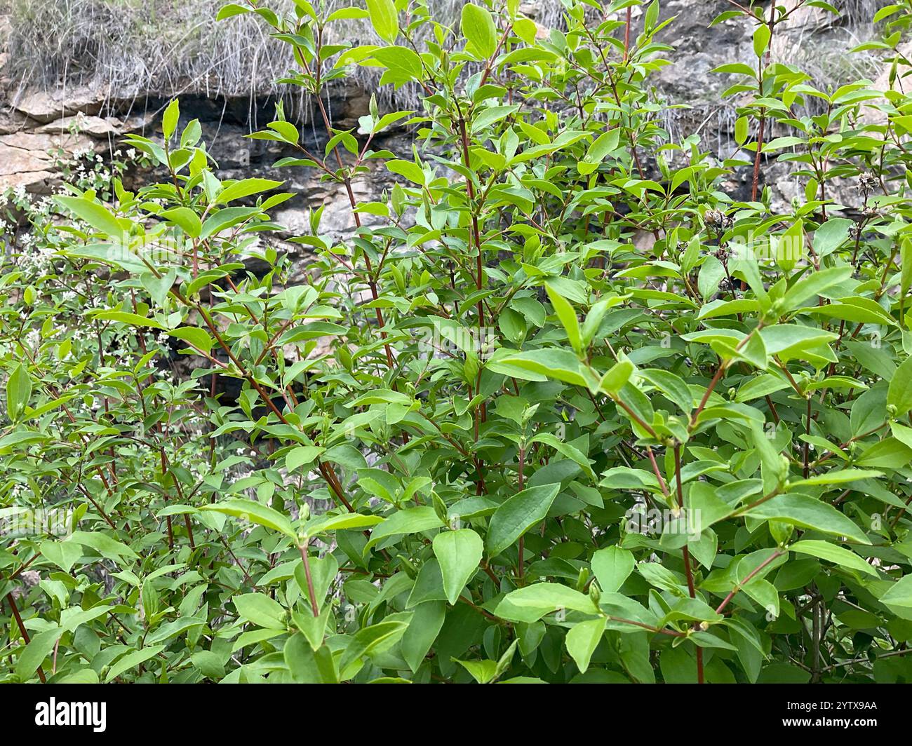 Lewis' mock orange (Philadelphus lewisii Stock Photo - Alamy