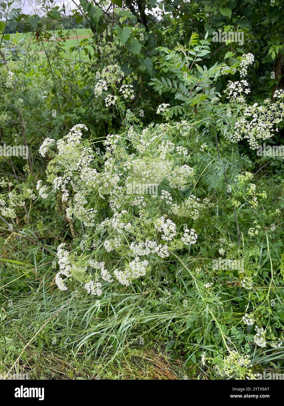 poison hemlock (Conium maculatum Stock Photo - Alamy