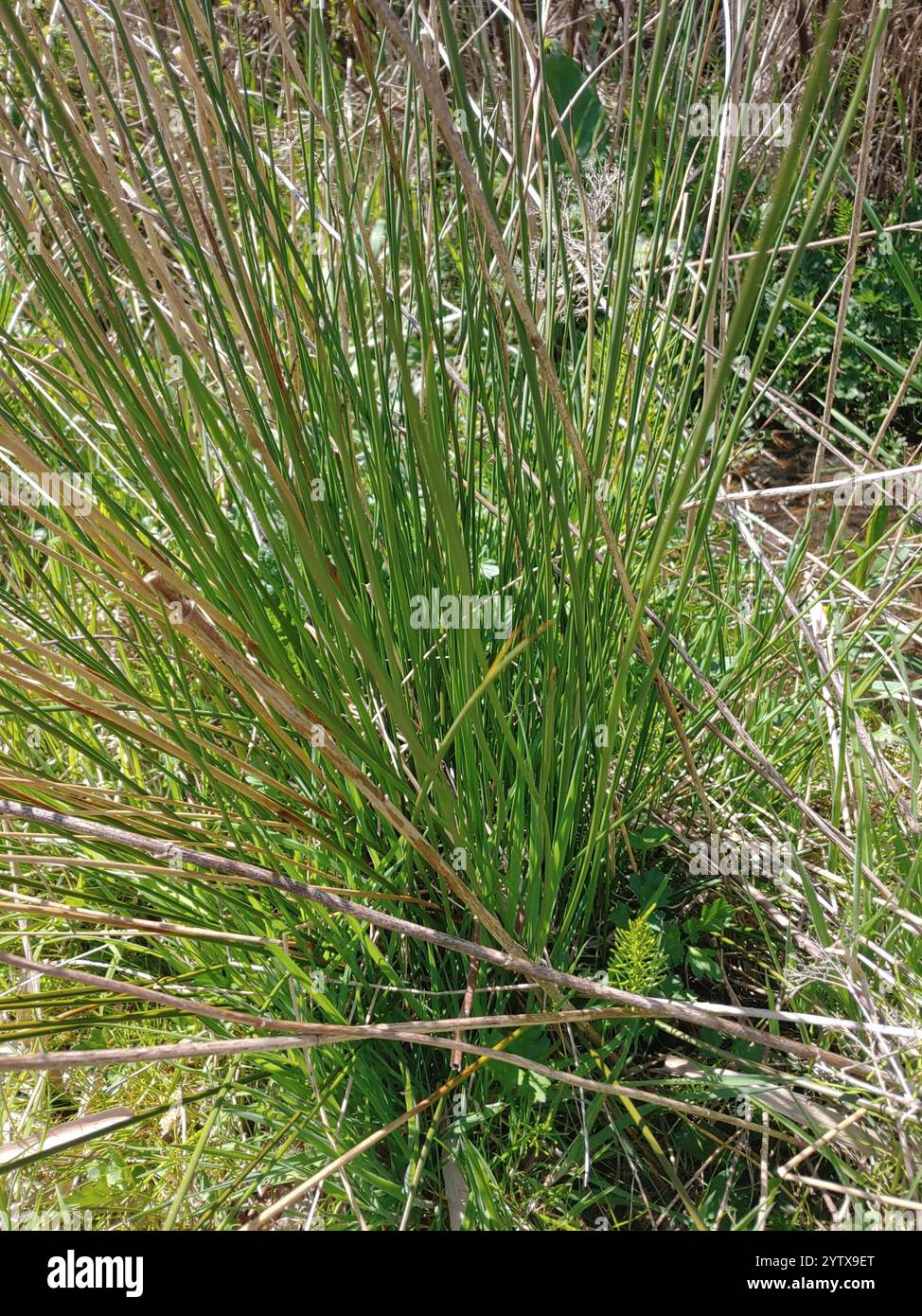 Soft Rush (Juncus effusus Stock Photo - Alamy
