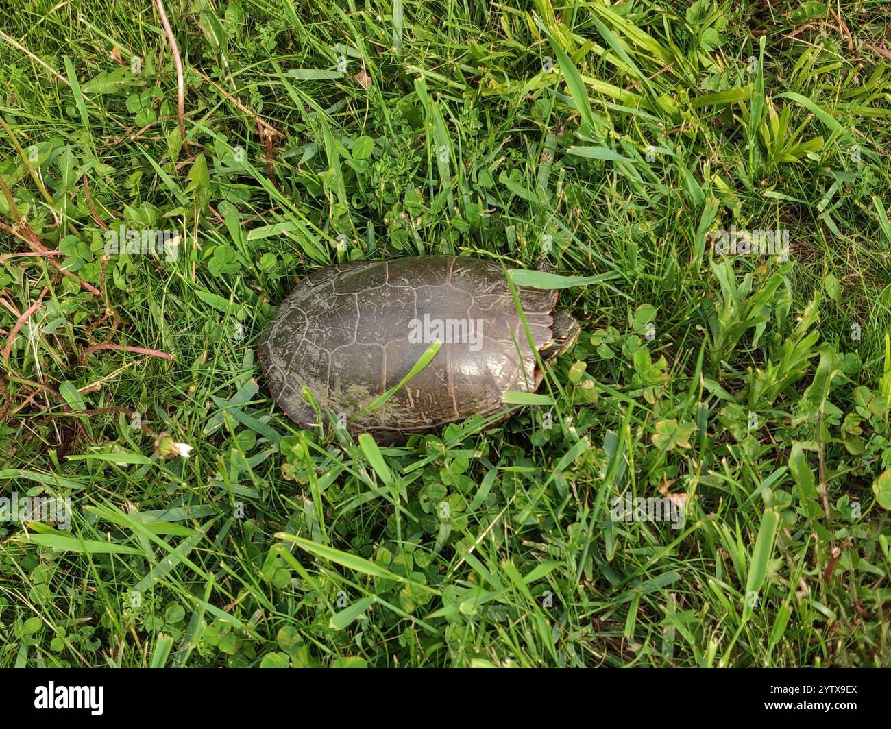 Painted Turtle (Chrysemys picta Stock Photo - Alamy