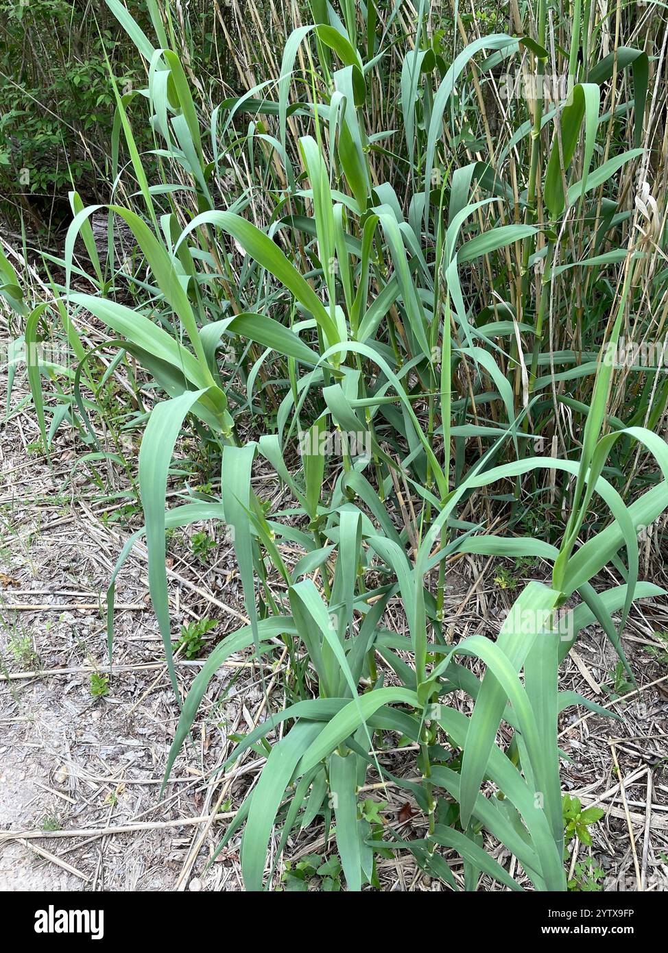 giant reed (Arundo donax Stock Photo - Alamy