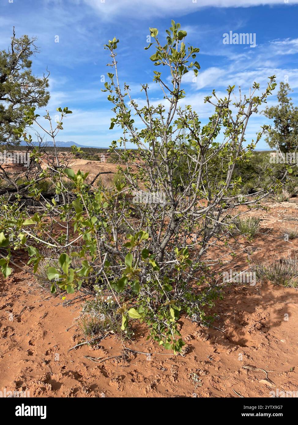 single-leaf ash (Fraxinus anomala Stock Photo - Alamy