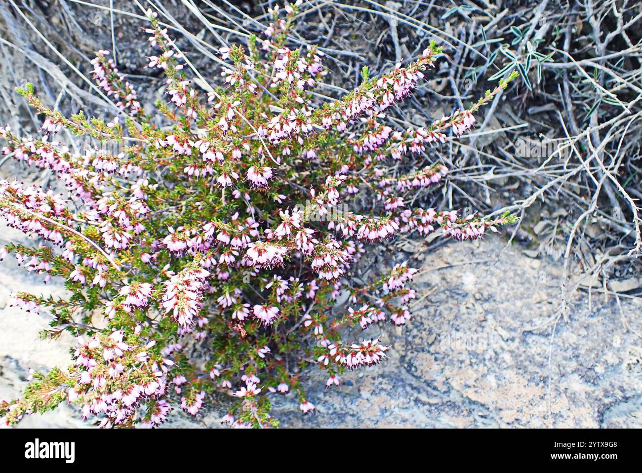 Rednut Heath (Erica anguliger Stock Photo - Alamy