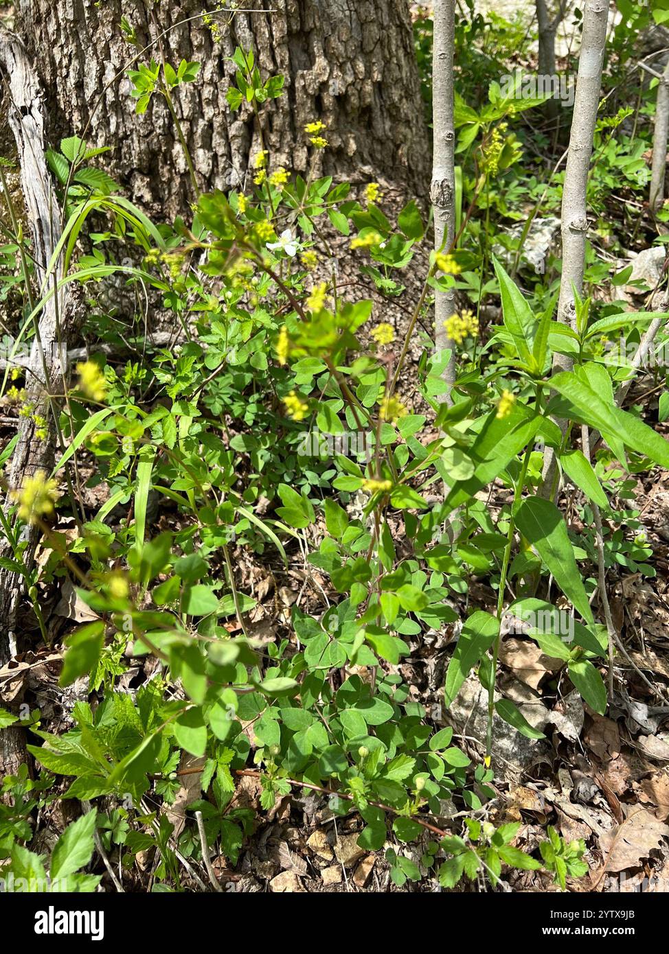 yellow pimpernel (Taenidia integerrima Stock Photo - Alamy