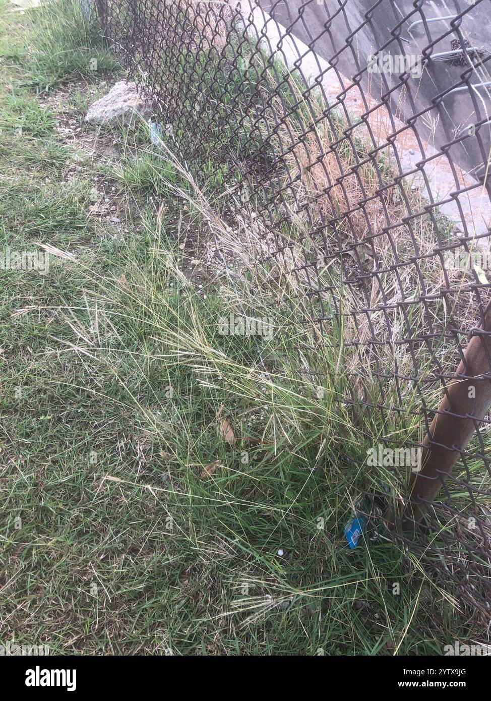 King Ranch bluestem (Bothriochloa ischaemum songarica Stock Photo - Alamy
