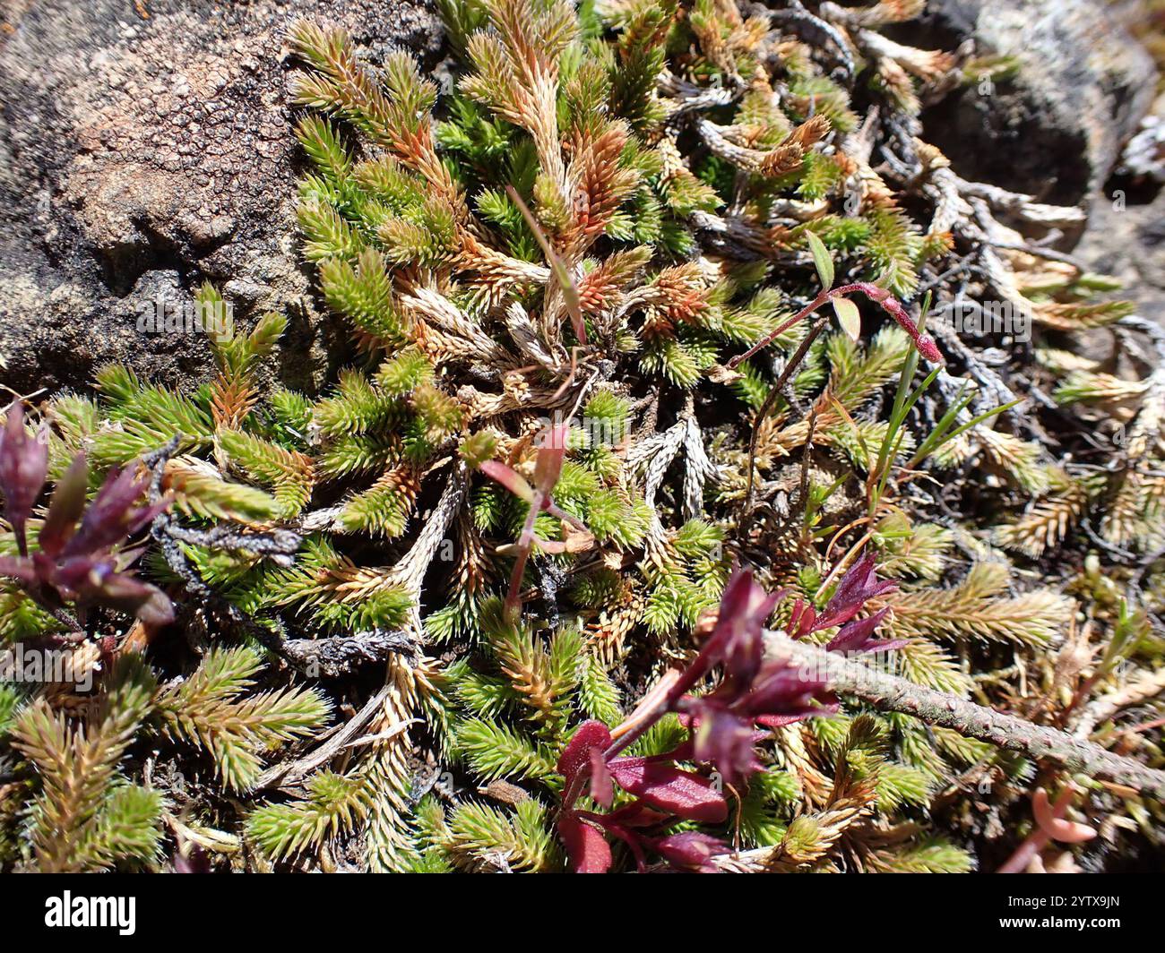 Wallace's spikemoss (Selaginella wallacei Stock Photo - Alamy