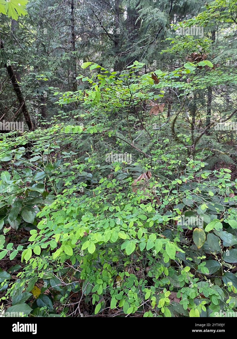 Red Huckleberry (Vaccinium parvifolium Stock Photo - Alamy