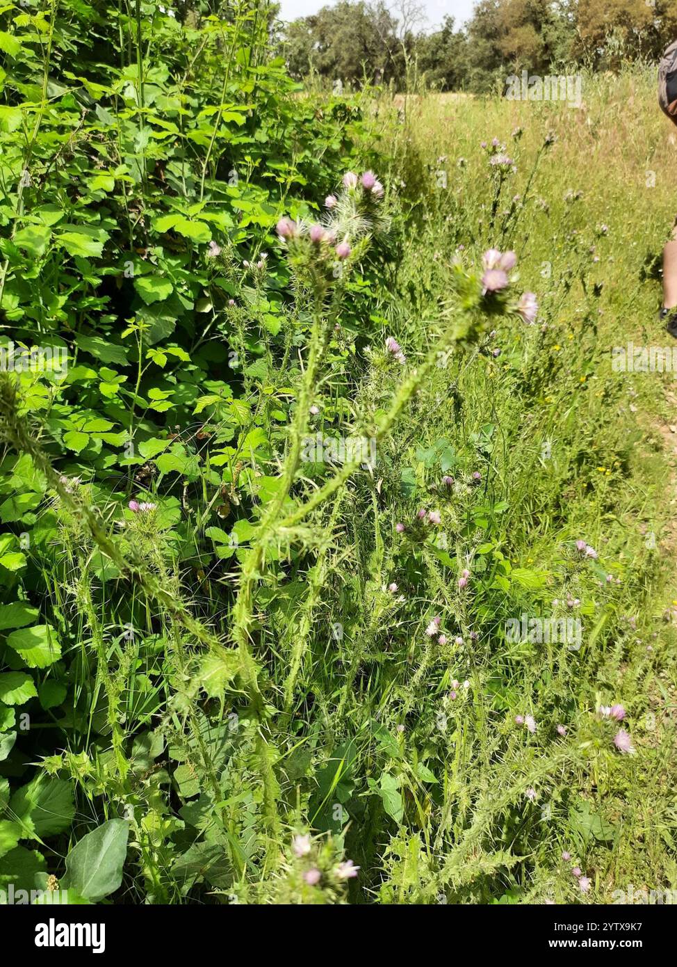 Slender Thistle (Carduus tenuiflorus Stock Photo - Alamy