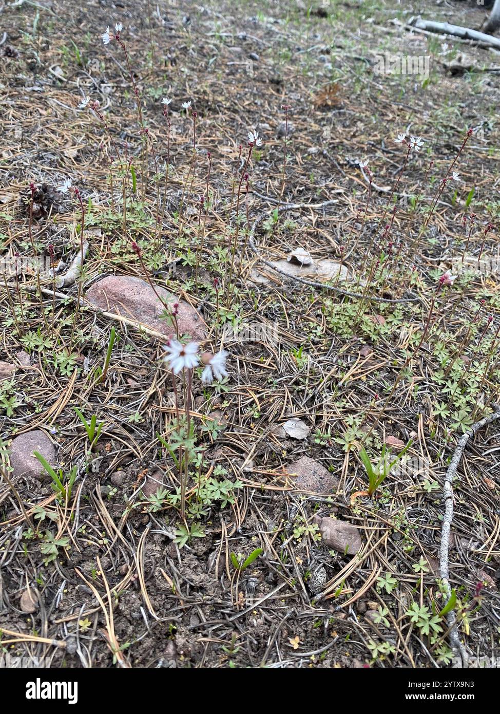 Bulbous woodland star (Lithophragma glabrum Stock Photo - Alamy