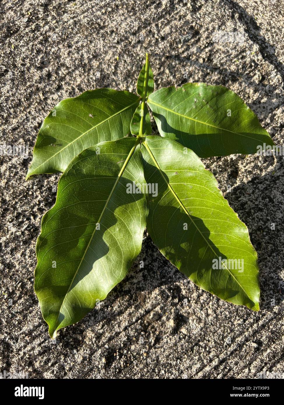 Genip (Melicoccus bijugatus Stock Photo - Alamy