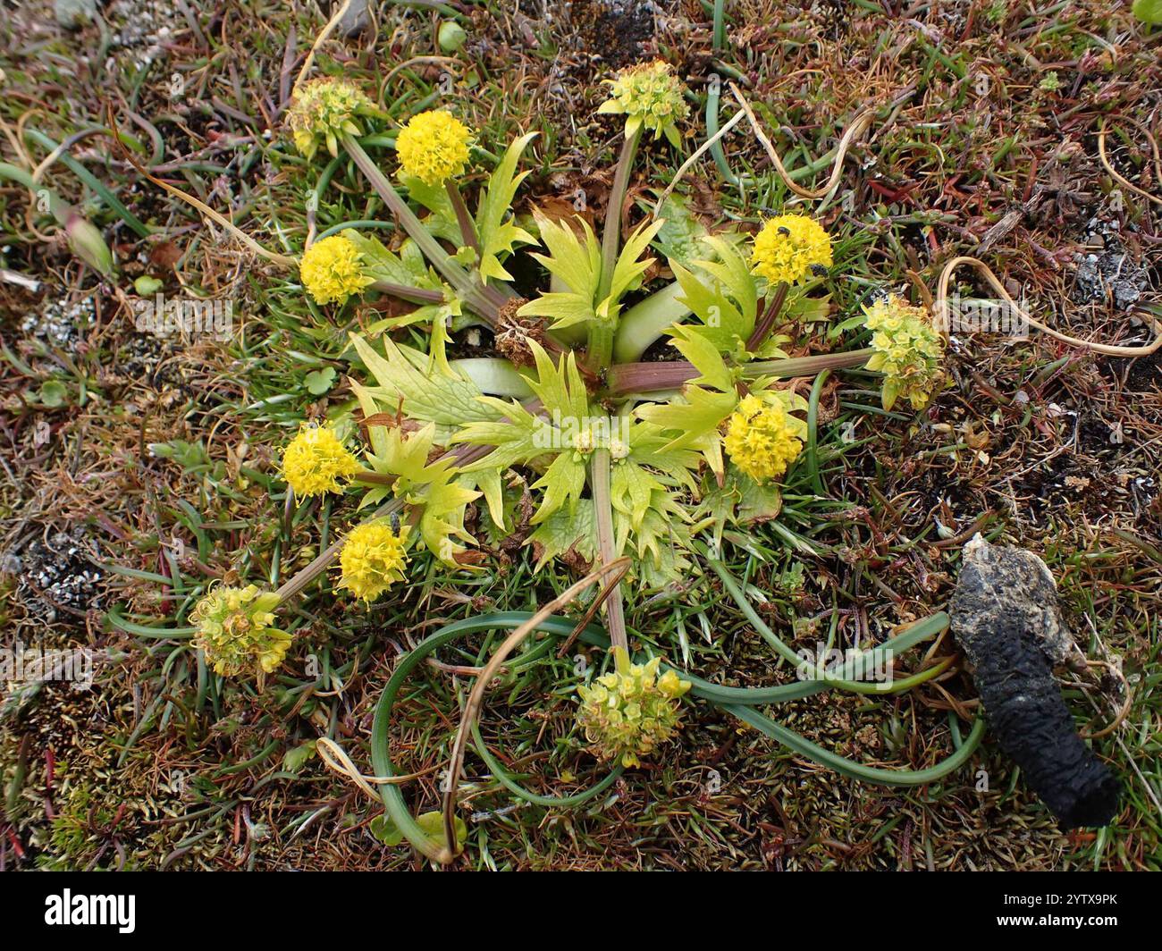 Footsteps of spring (Sanicula arctopoides Stock Photo - Alamy