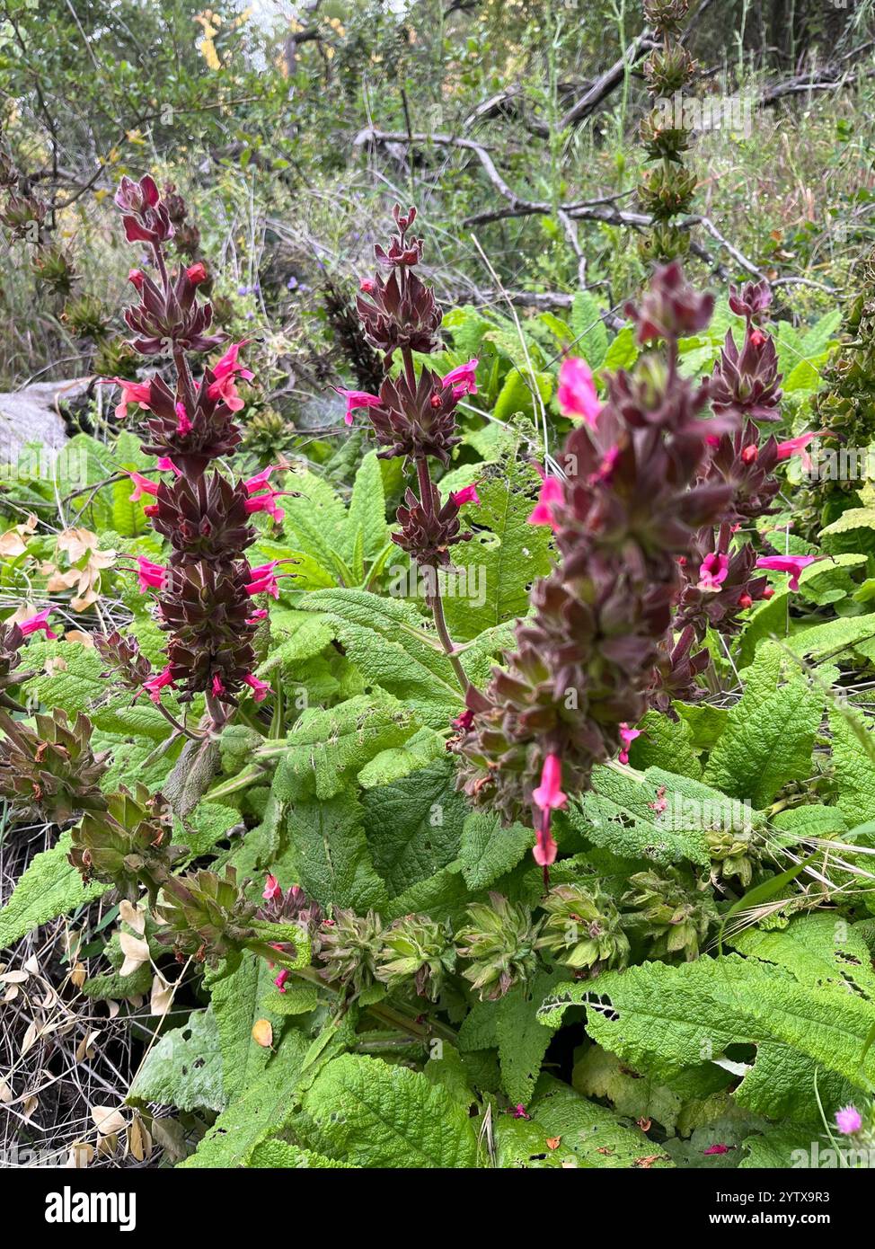 Hummingbird Sage (Salvia spathacea Stock Photo - Alamy