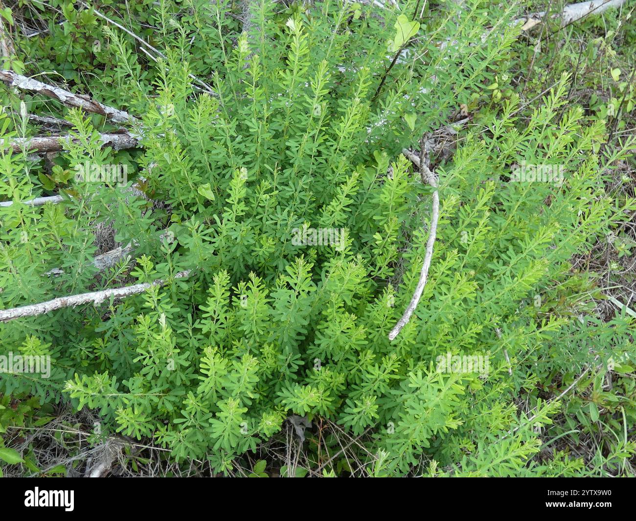 Chinese bushclover (Lespedeza cuneata Stock Photo - Alamy