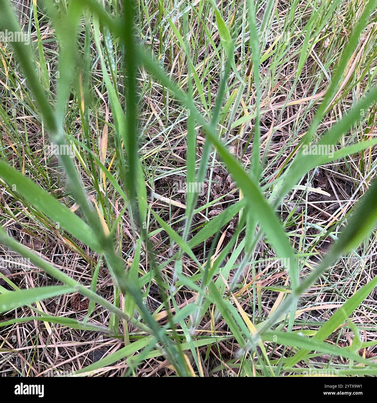 Bulbous Bluegrass (Poa bulbosa Stock Photo - Alamy