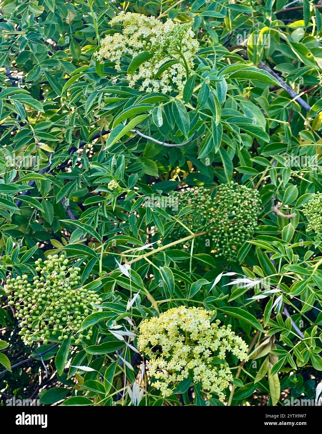 blue elder (Sambucus cerulea Stock Photo - Alamy