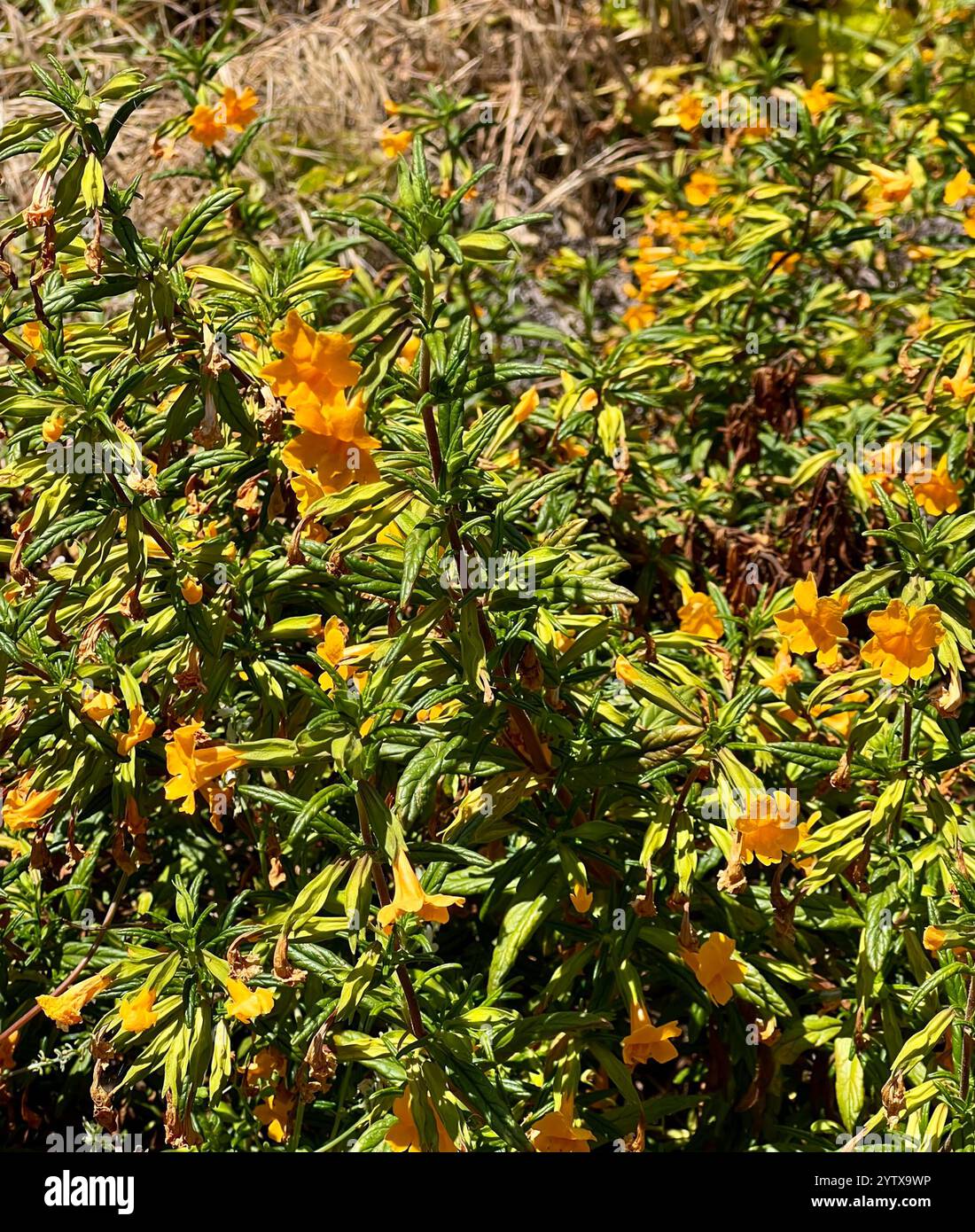 orange bush monkeyflower (Diplacus aurantiacus Stock Photo - Alamy