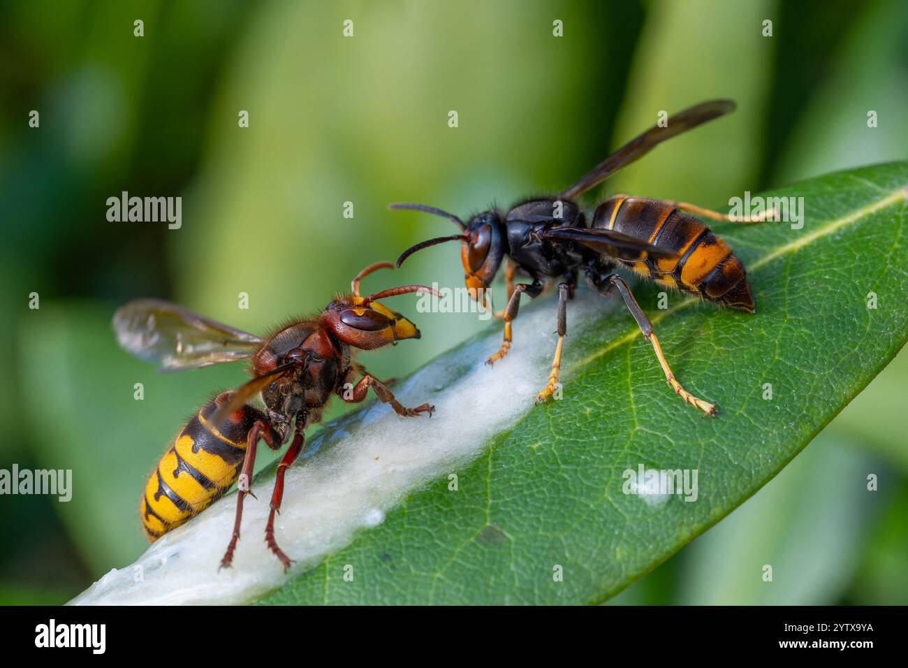 European and Asian Hornet, European hornet (Vespa crabro) displaces ...