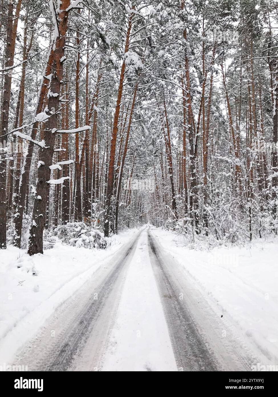 Pine trees snow perspective hi-res stock photography and images - Alamy