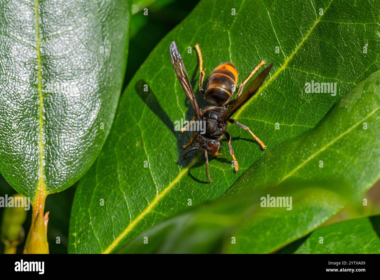 Asian hornet ( Vespa velutina) female worker Asian yellow legged hornet ...