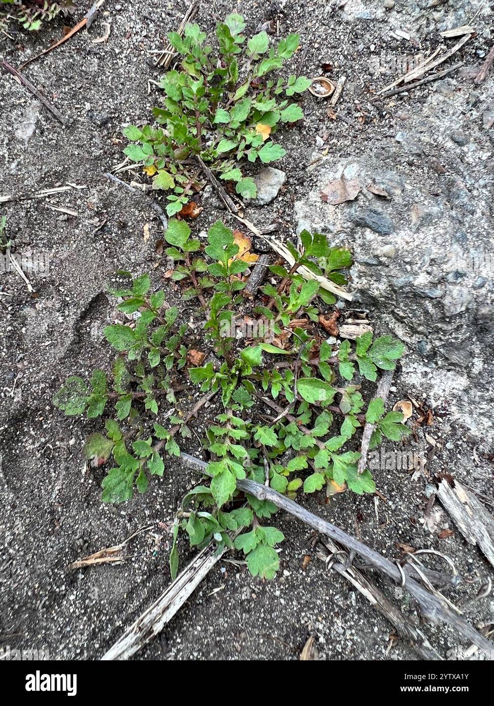 Bog Yellowcress (Rorippa palustris Stock Photo - Alamy