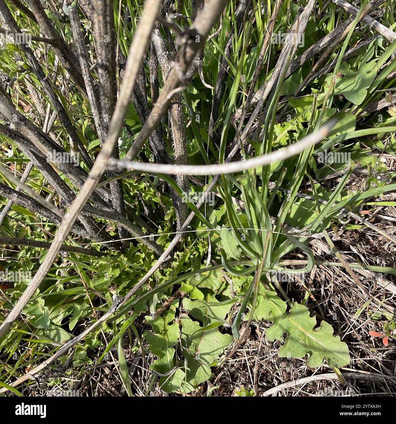 Rush Skeletonweed (Chondrilla juncea Stock Photo - Alamy