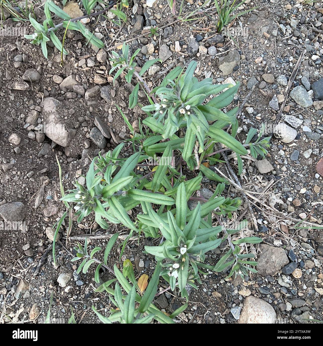 corn gromwell (Buglossoides arvensis Stock Photo - Alamy