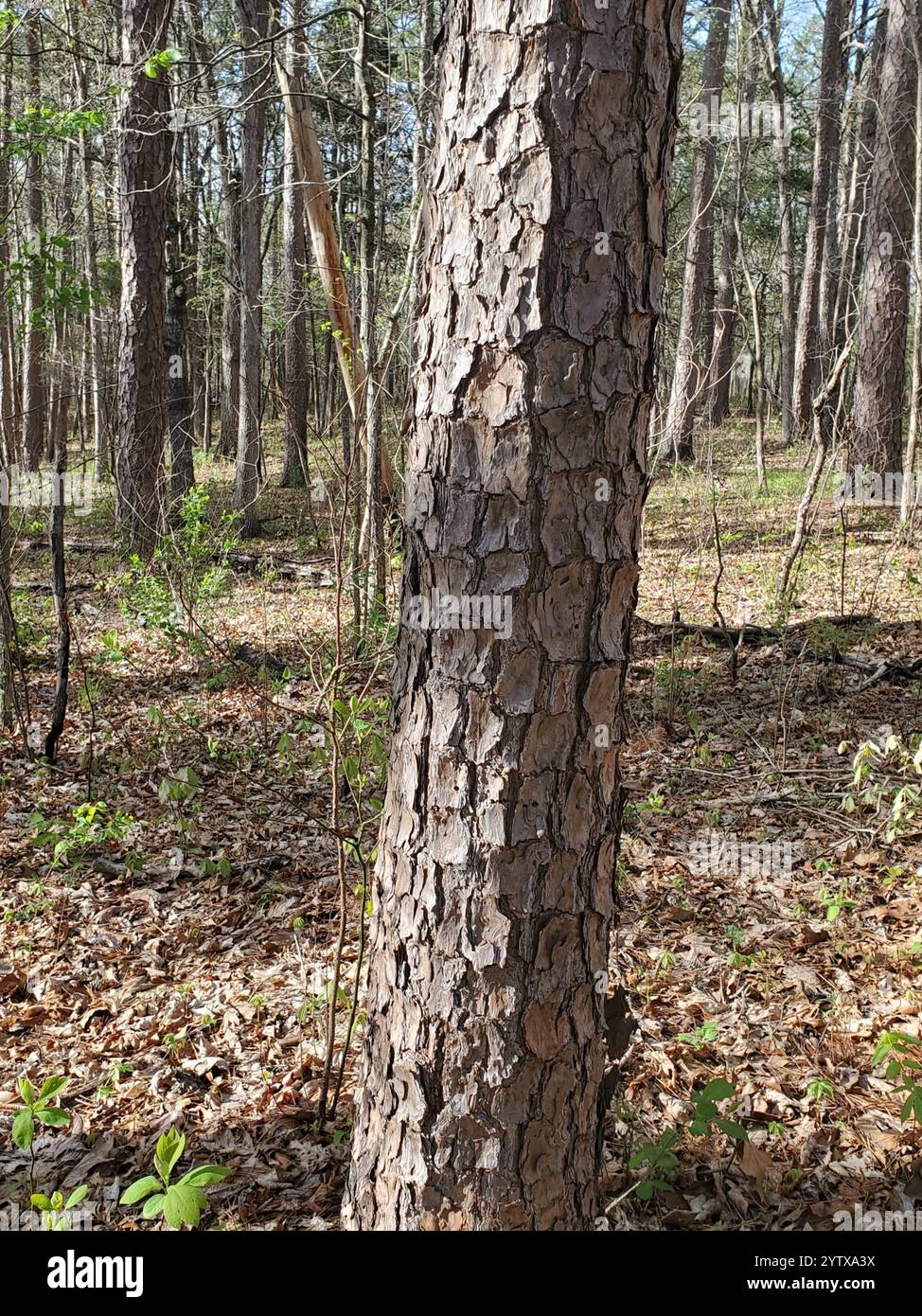 shortleaf pine (Pinus echinata Stock Photo - Alamy