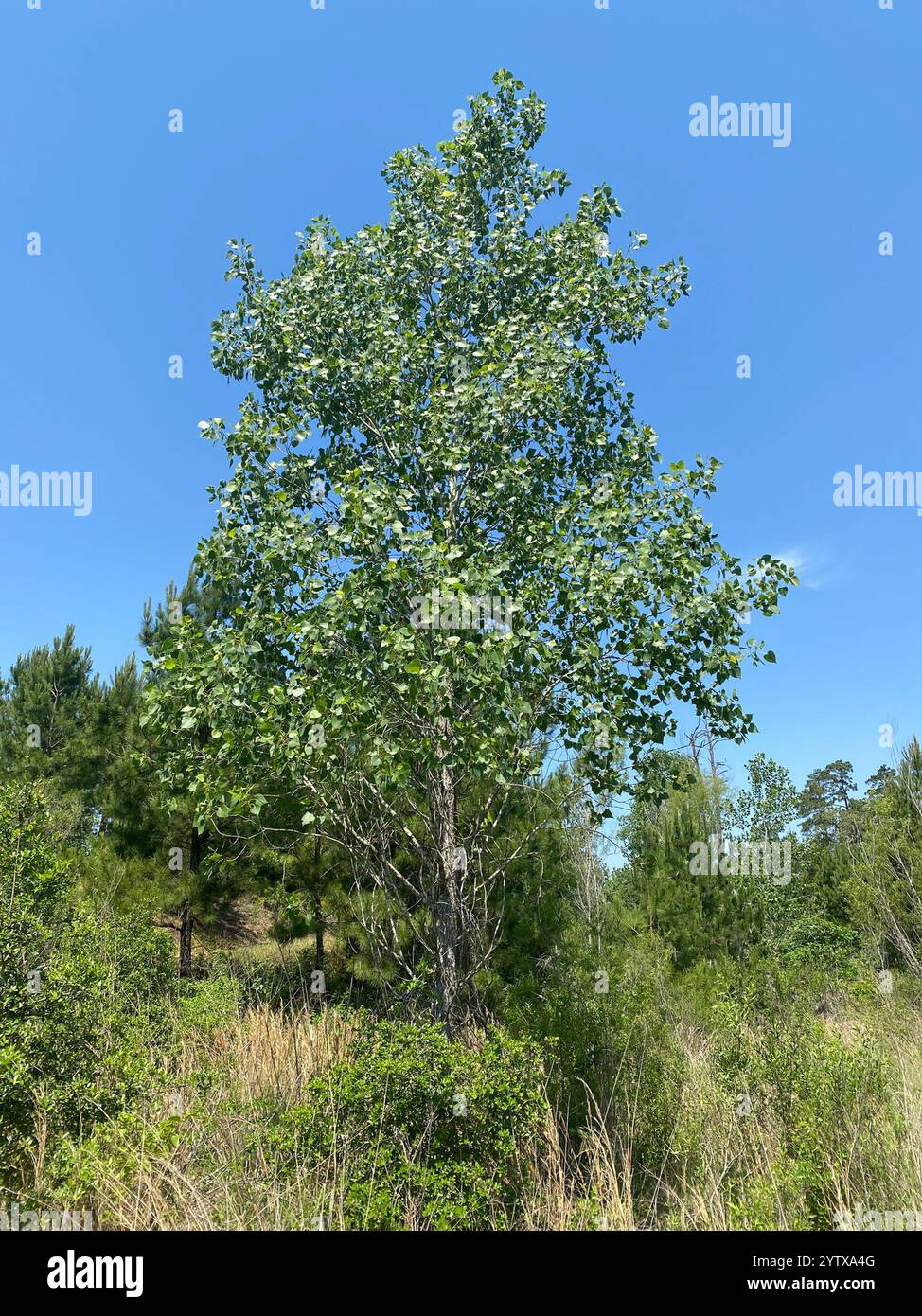 Eastern Cottonwood (Populus deltoides Stock Photo - Alamy