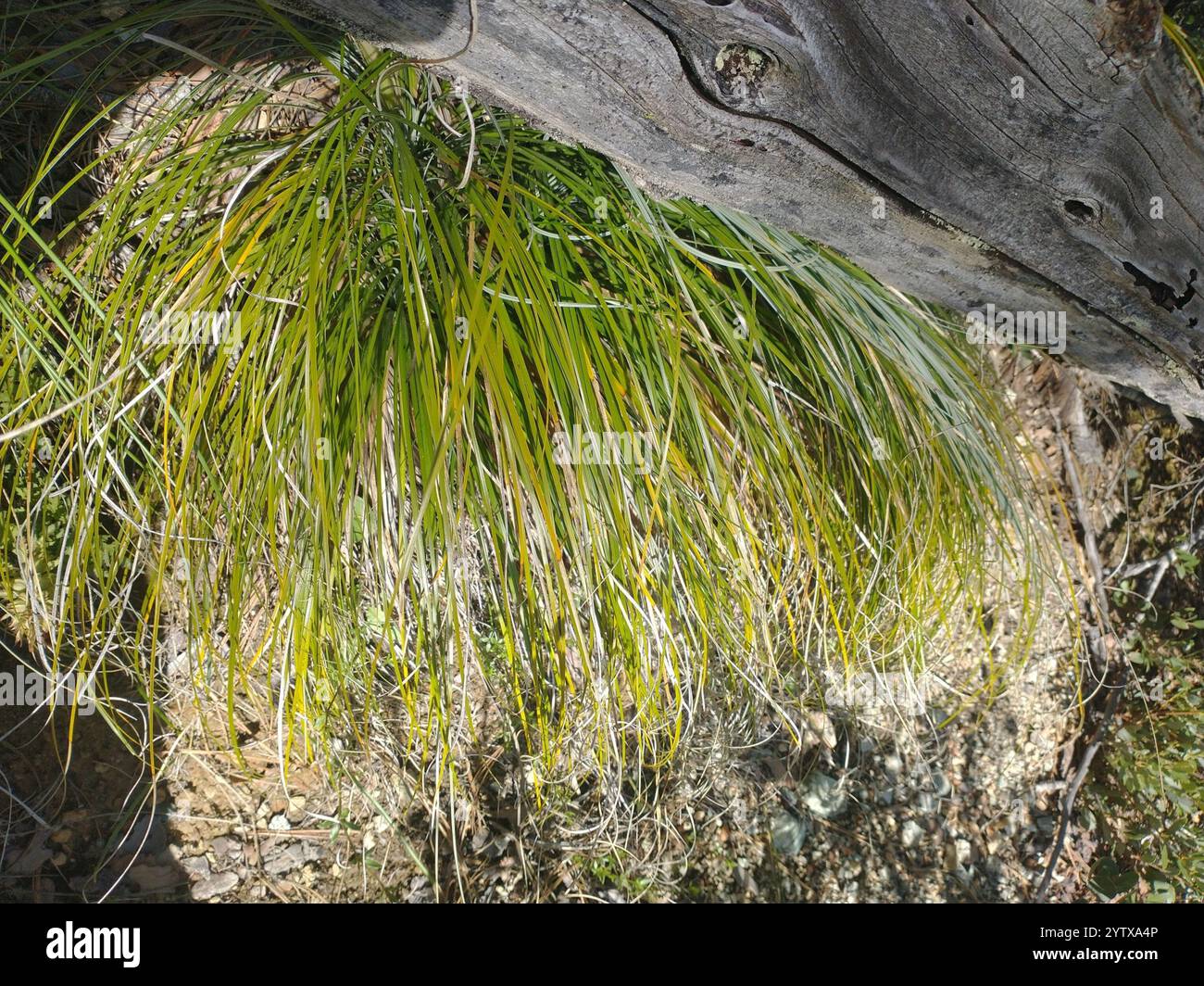 common beargrass (Xerophyllum tenax Stock Photo - Alamy