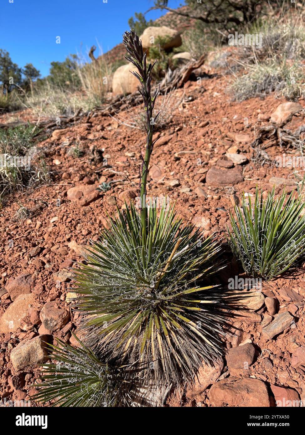 Dwarf Yucca (Yucca harrimaniae Stock Photo - Alamy