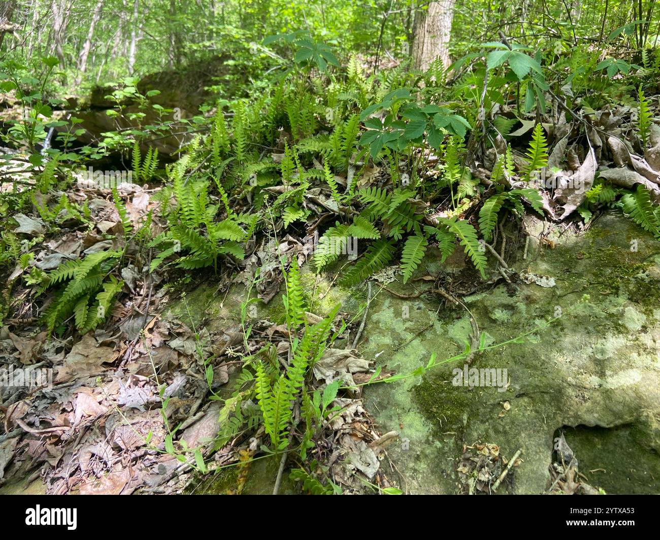 rock polypody (Polypodium virginianum Stock Photo - Alamy