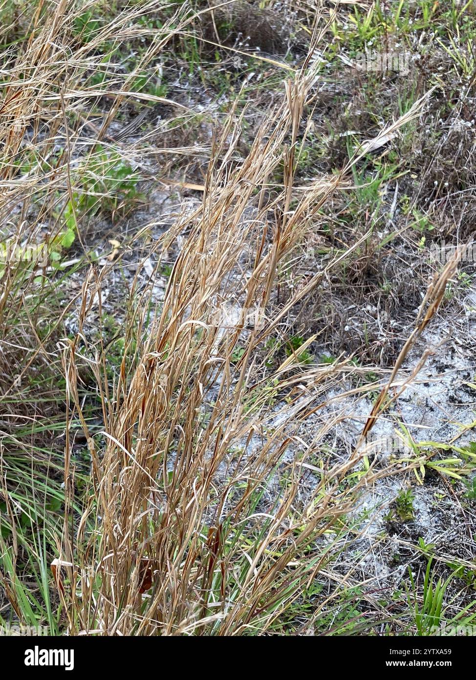 Broomsedge hi-res stock photography and images - Alamy