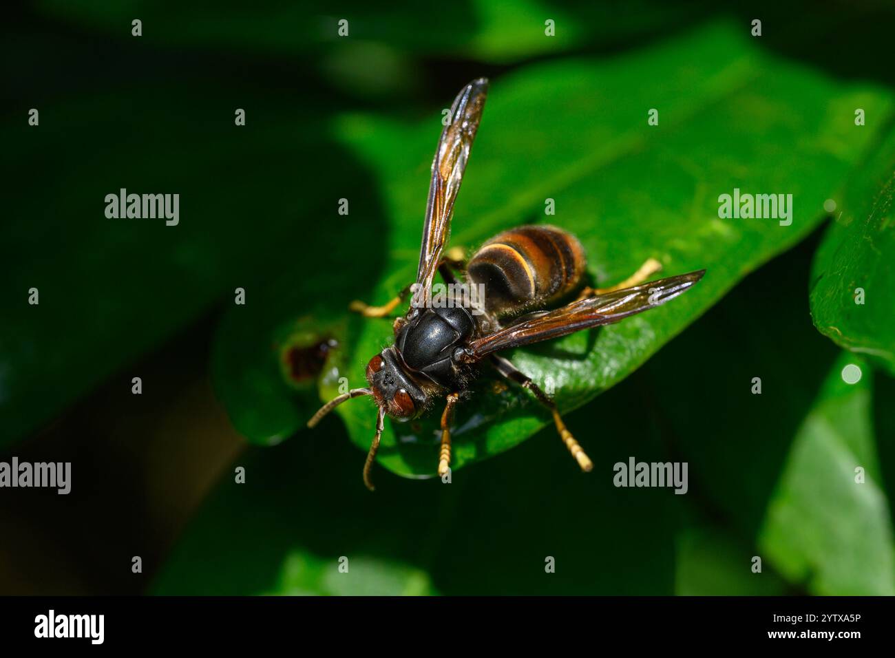 Asian hornet ( Vespa velutina) female worker Asian yellow legged hornet ...