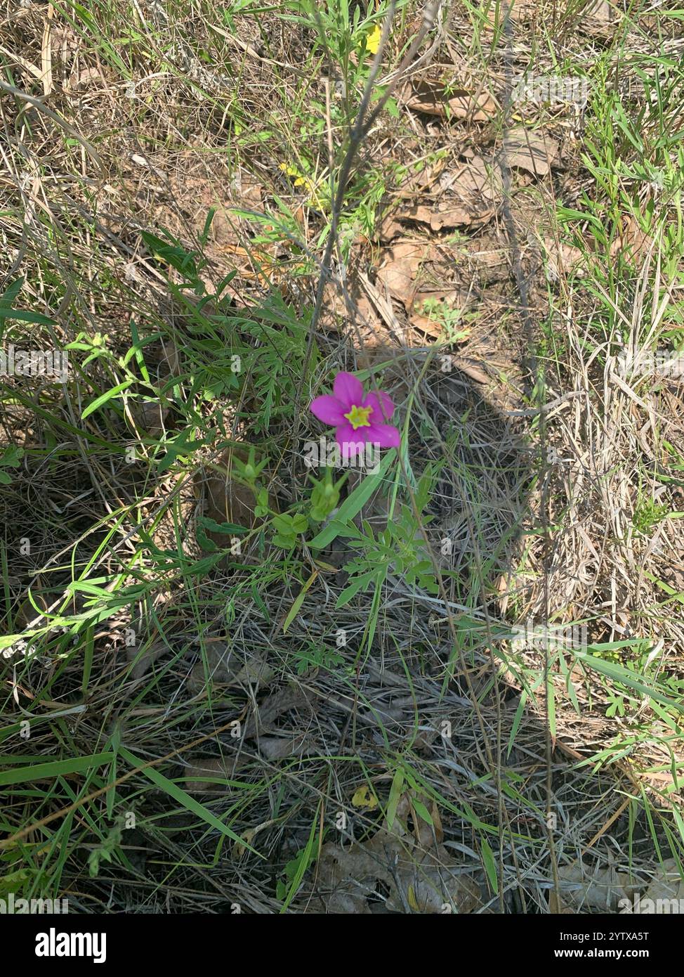 Meadow Pink (Sabatia campestris Stock Photo - Alamy